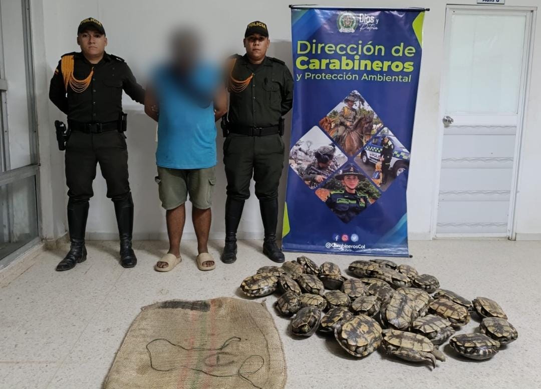 Rescatan a 65 hicoteas que iban a ser cocinadas durante la Cuaresma ...